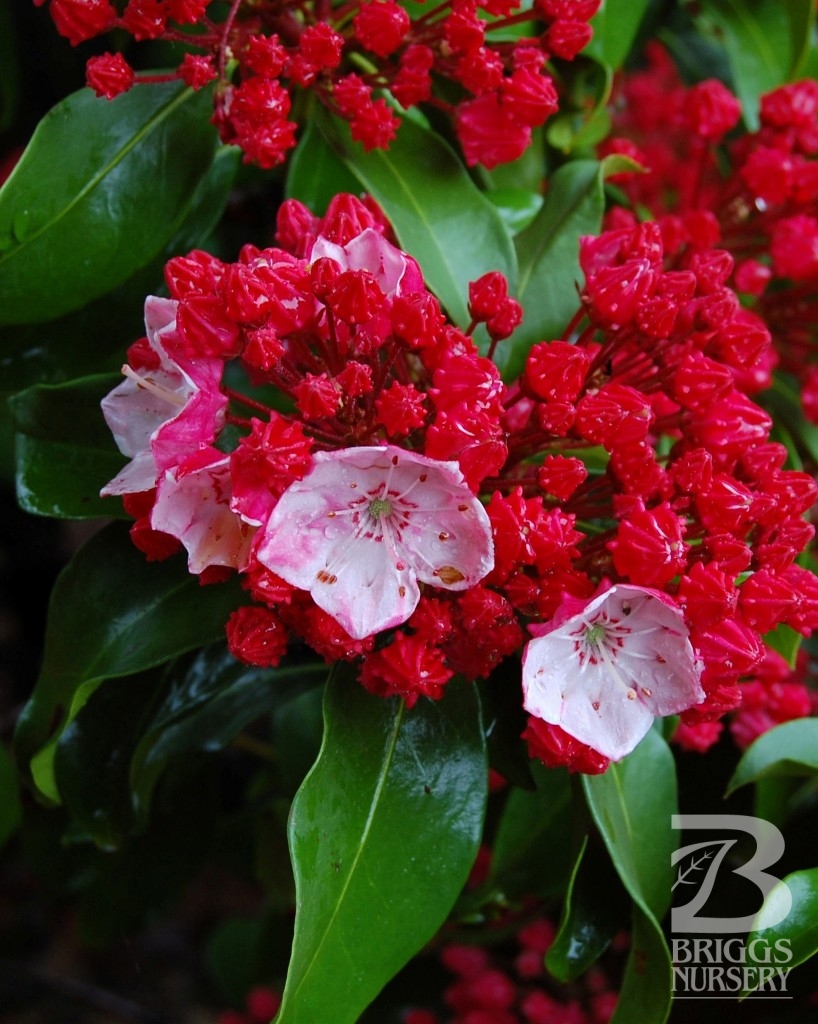 Firecracker - Buds & Blooms Nursery