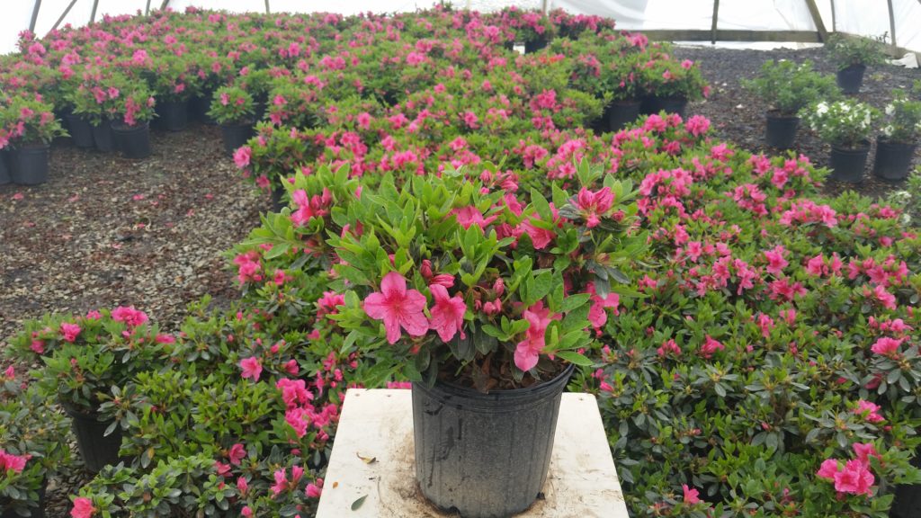 Girard's Renee Michelle - Buds & Blooms Nursery