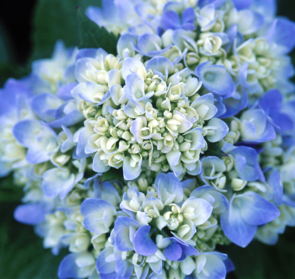 Endless Summer® The Original Hydrangea - Buds & Blooms Nursery