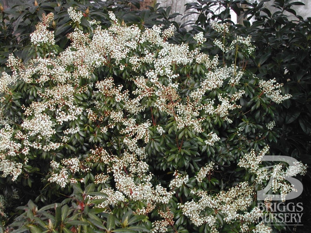 Spring Snow - Buds & Blooms Nursery