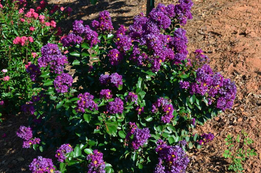 Plum Magic - Buds & Blooms Nursery