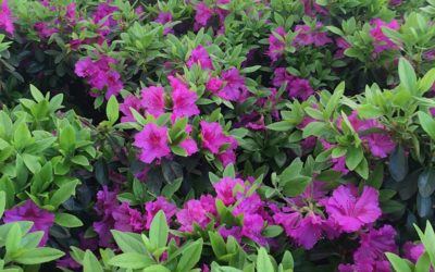 Purple Splendor - Buds & Blooms Nursery