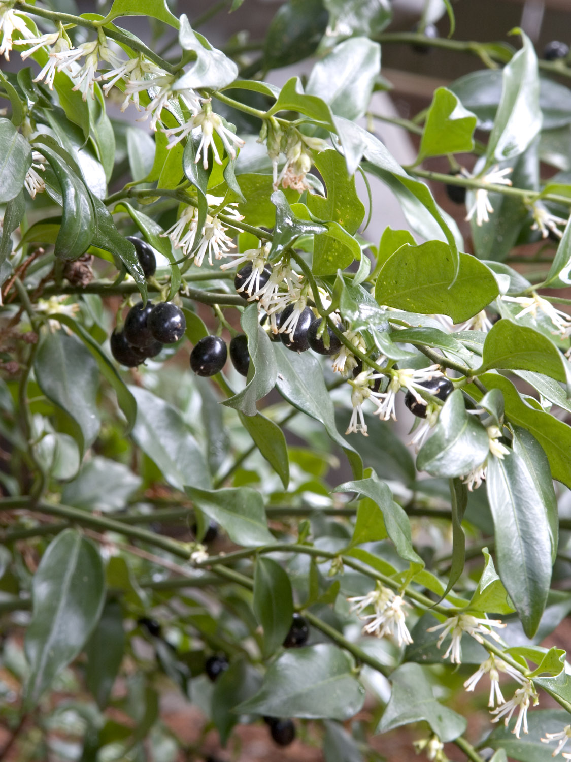 Himalayan Sweet Box - Buds & Blooms Nursery