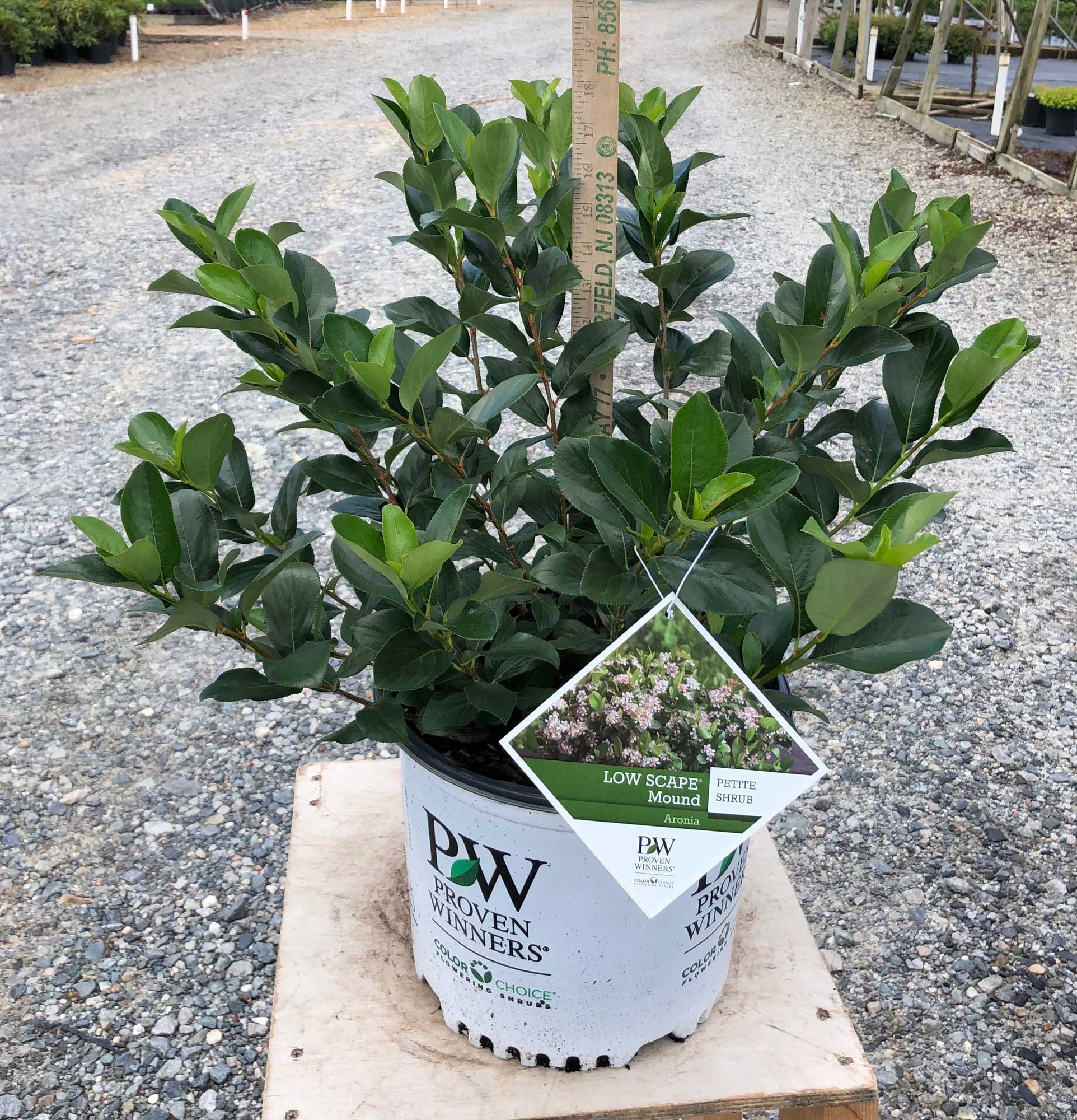 Low Scape Mound® Aronia - Buds & Blooms Nursery